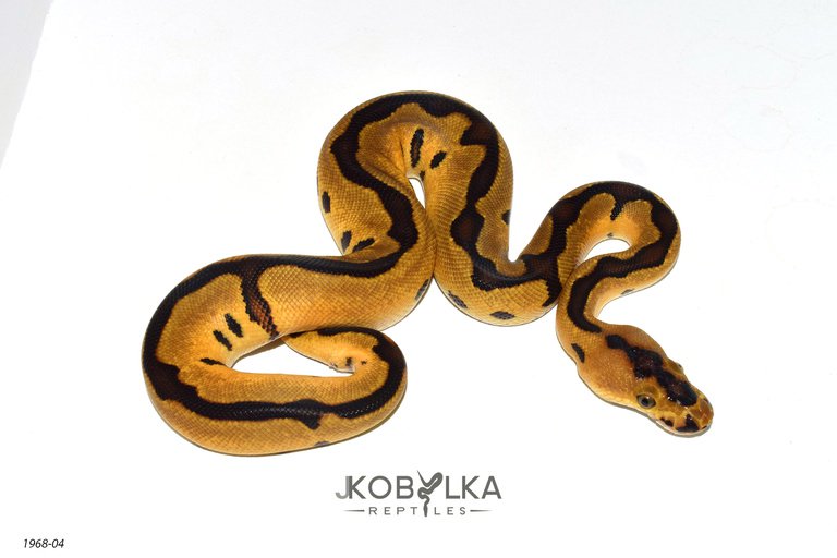 Enchi Clown Ball Python