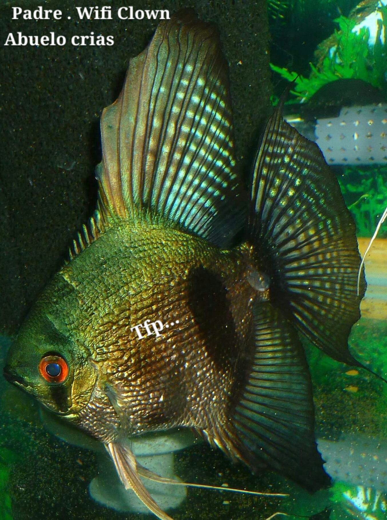 Pinoy Paraiba Angelfish