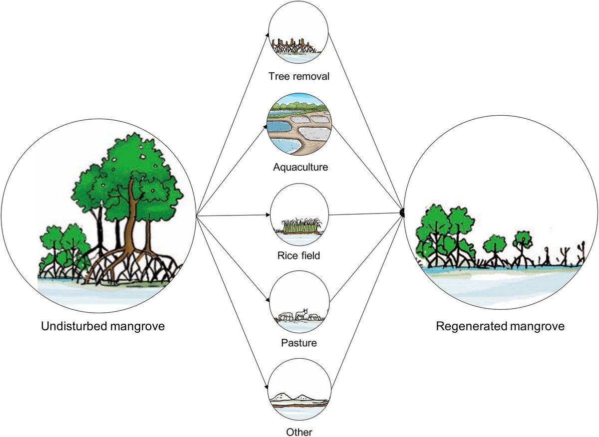 Mangrove Diagram
