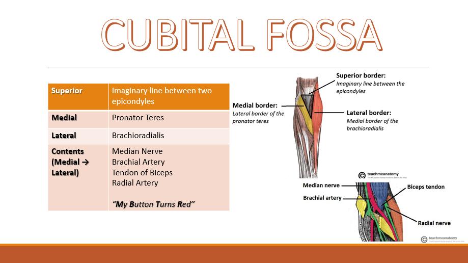 Cubital Fossa