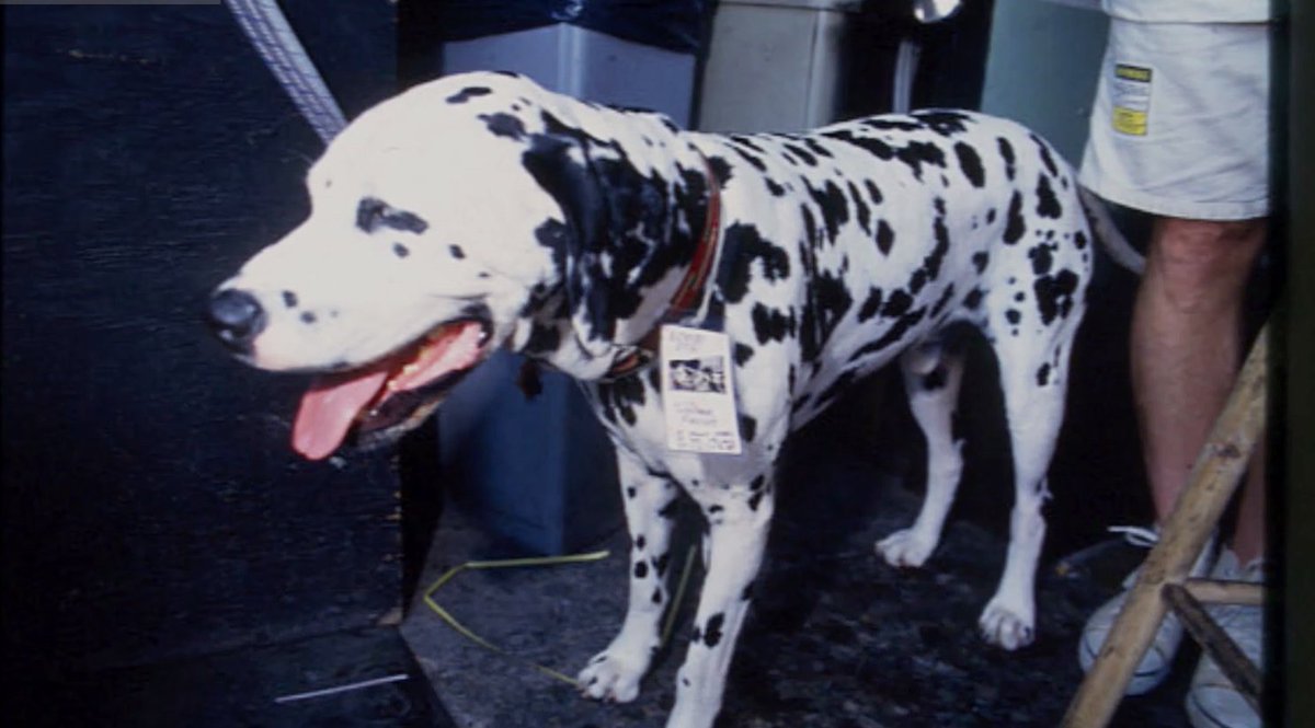 What Happened To Lou Dog From Sublime