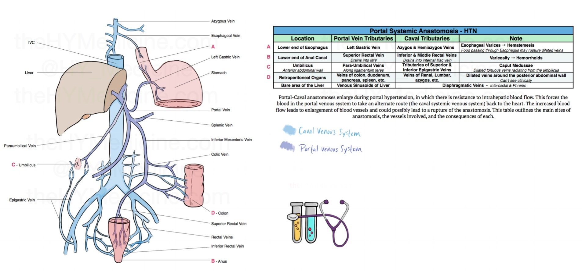 Superficial Epigastric Vein Anastomosis