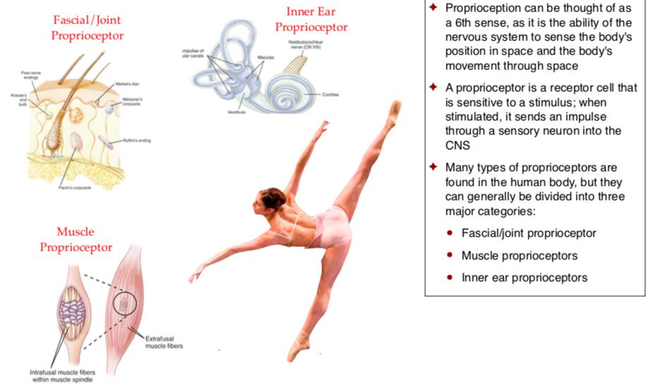 Joint Proprioceptors