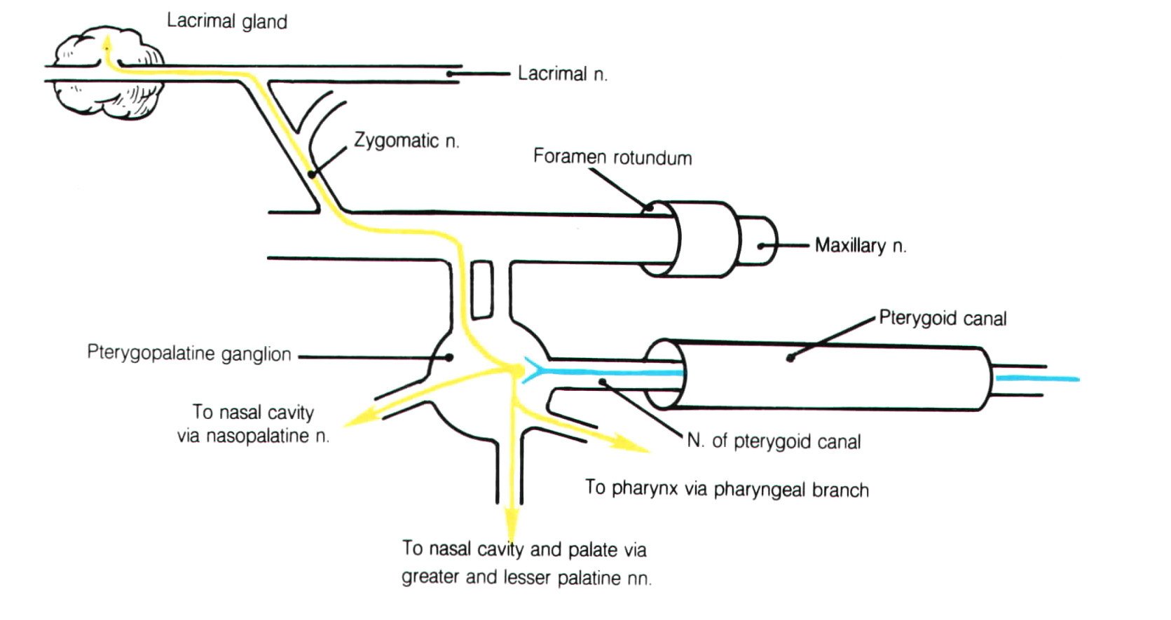 Nerve Of The Pterygoid Canal