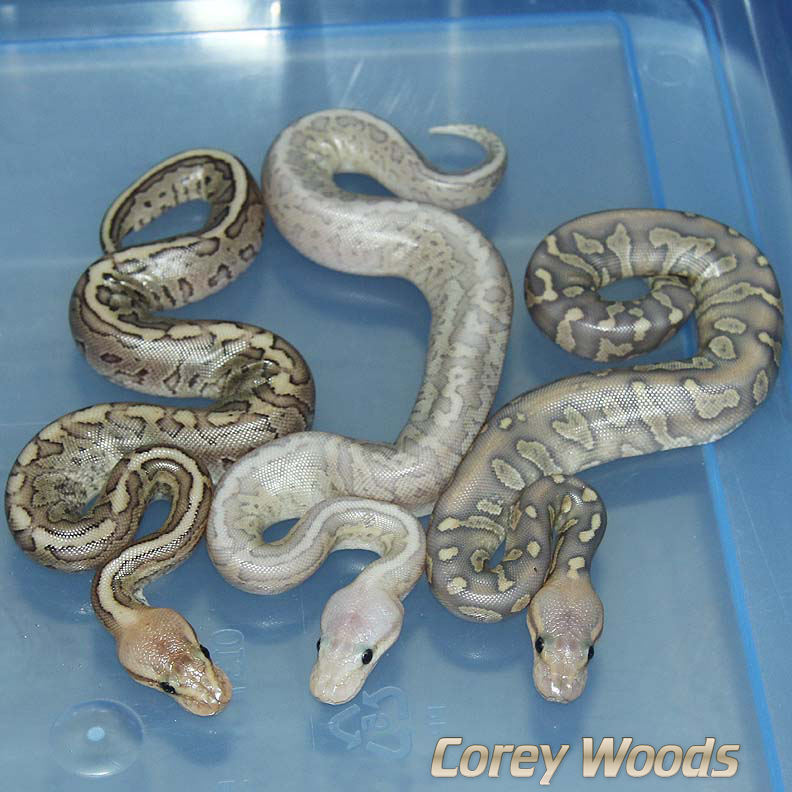 Black Widow Ball Python I Need One!!! Dark Matter Ball Python