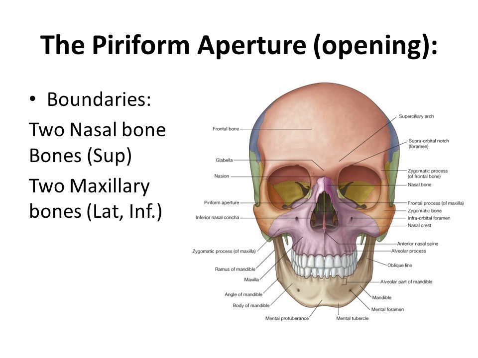 Anterior Nasal Aperture