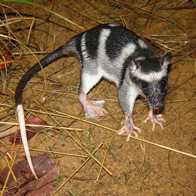 Water Opossum
