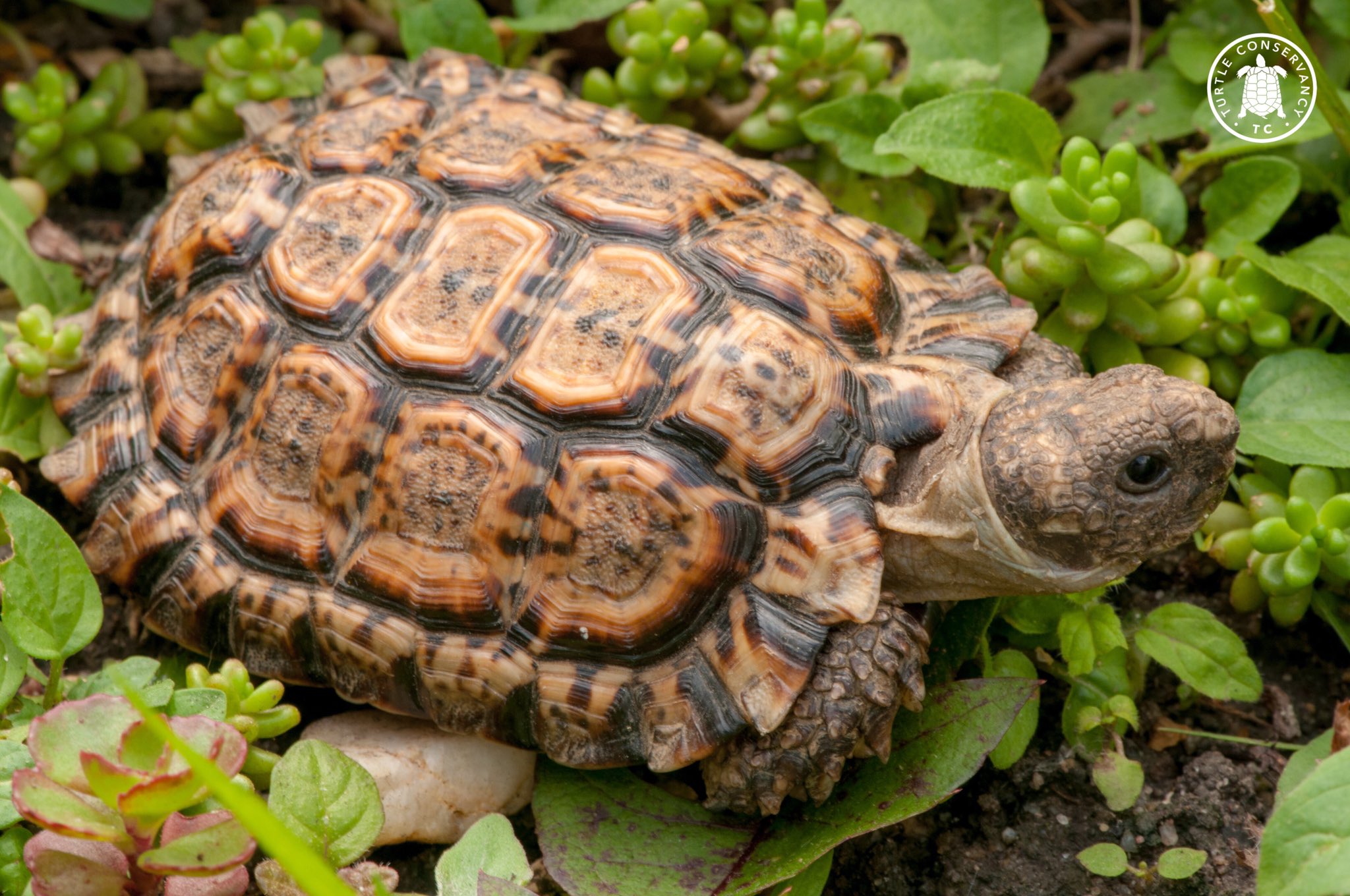 Worlds Smallest Tortoise
