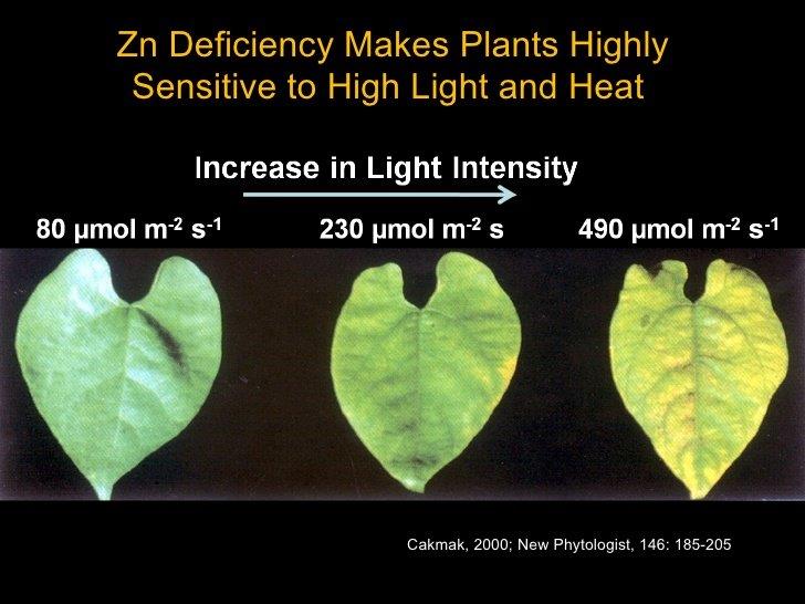 Zinc Deficiency In Plants
