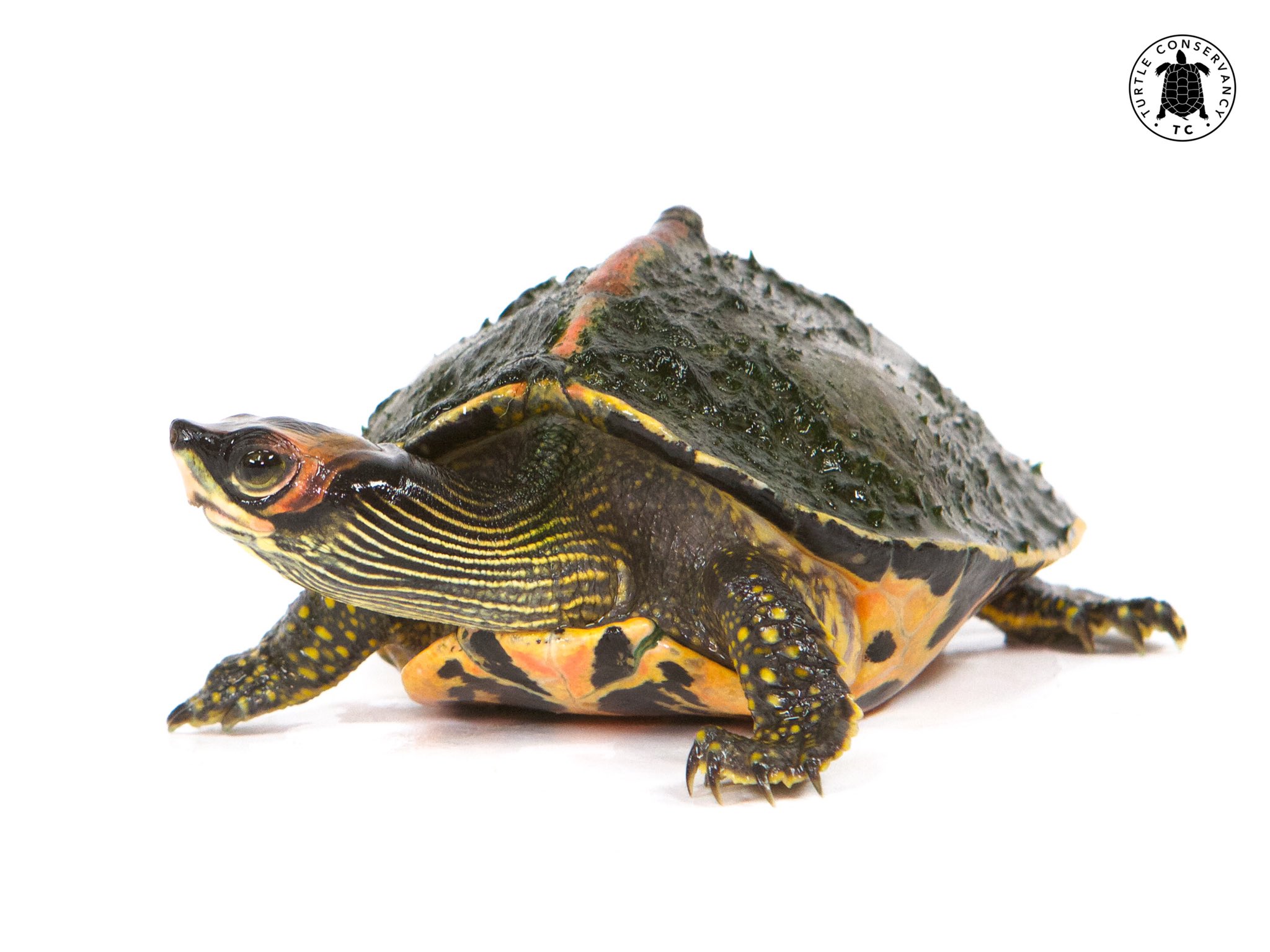 Indian Roofed Turtle