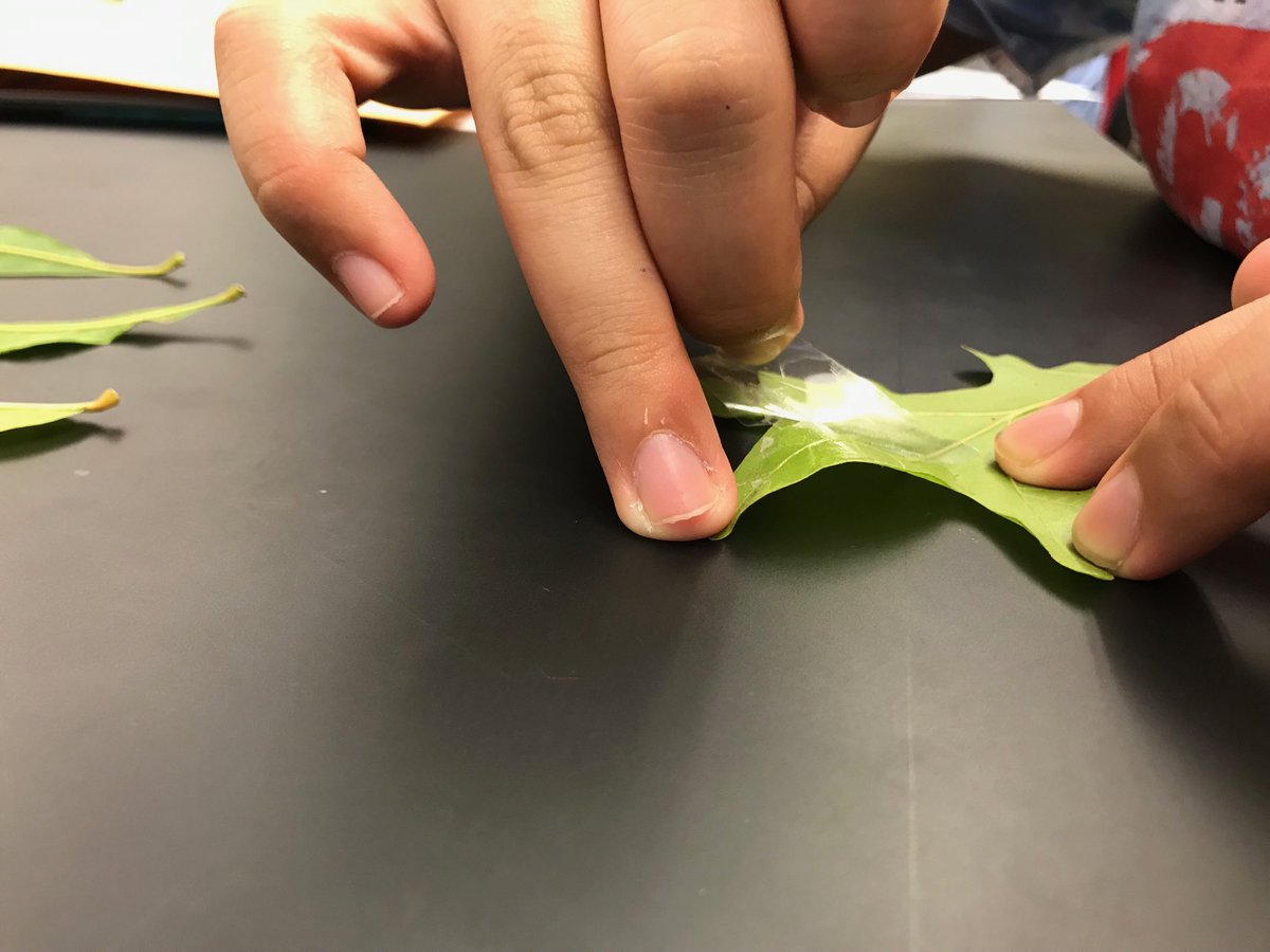 Stomata On Leaf Impression