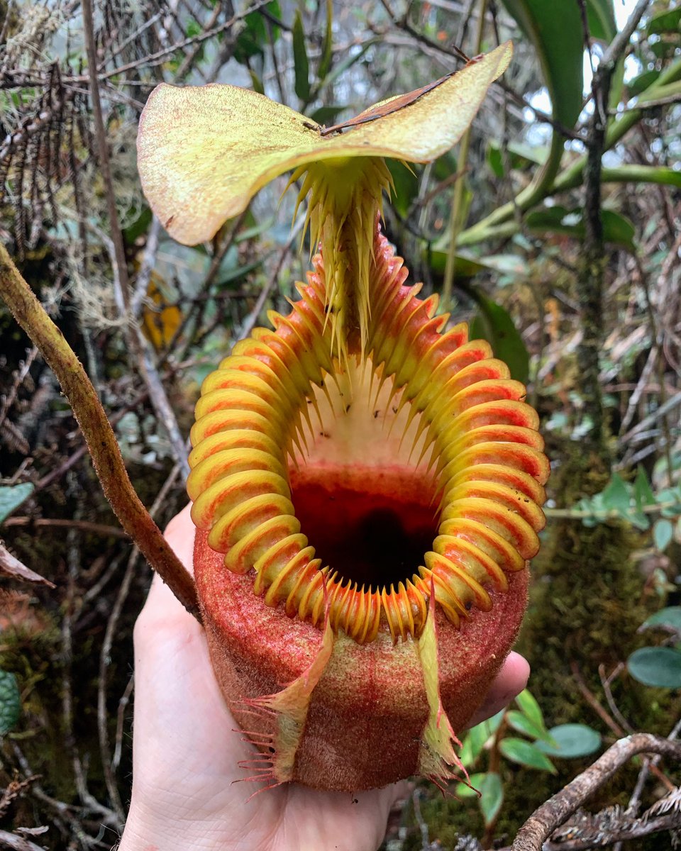 Nepenthes Villosa