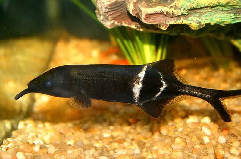 Black Elephant Fish