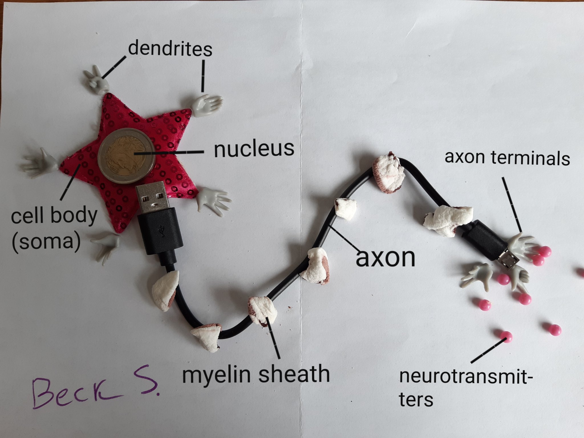Neuron Cell Model Project