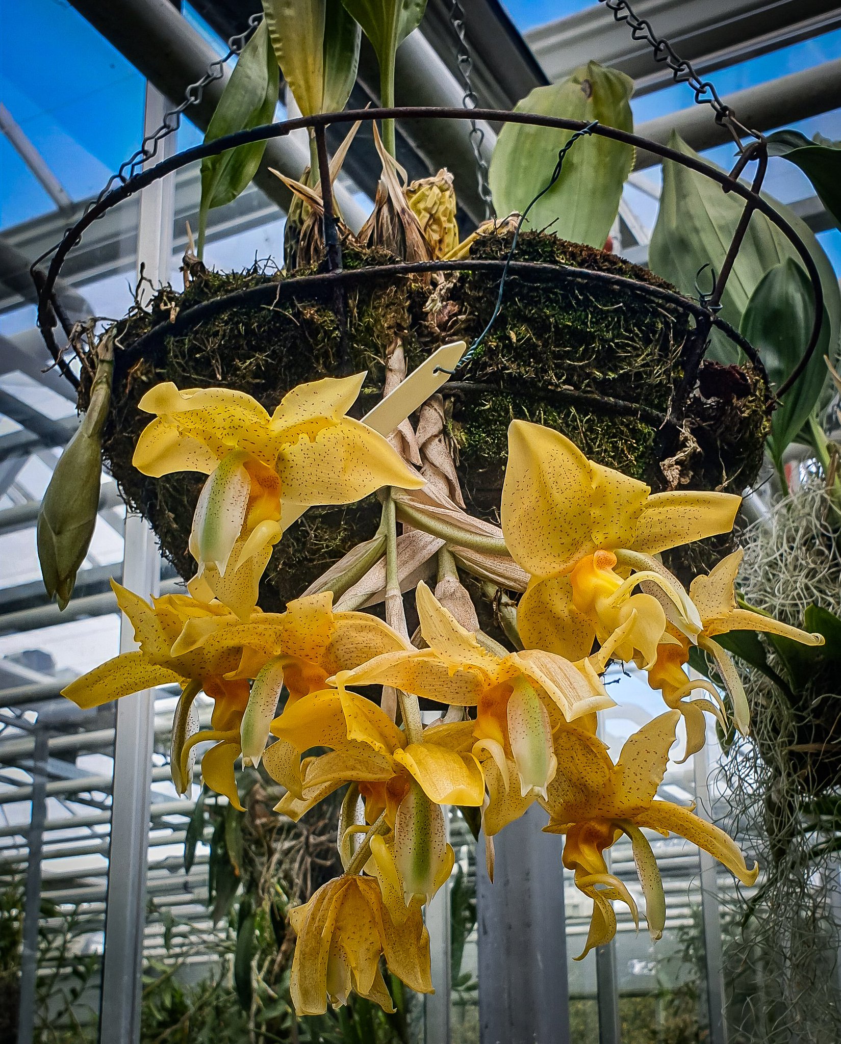 Stanhopea Wardii