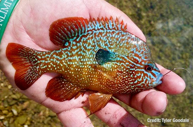 Freshwater Sunfish
