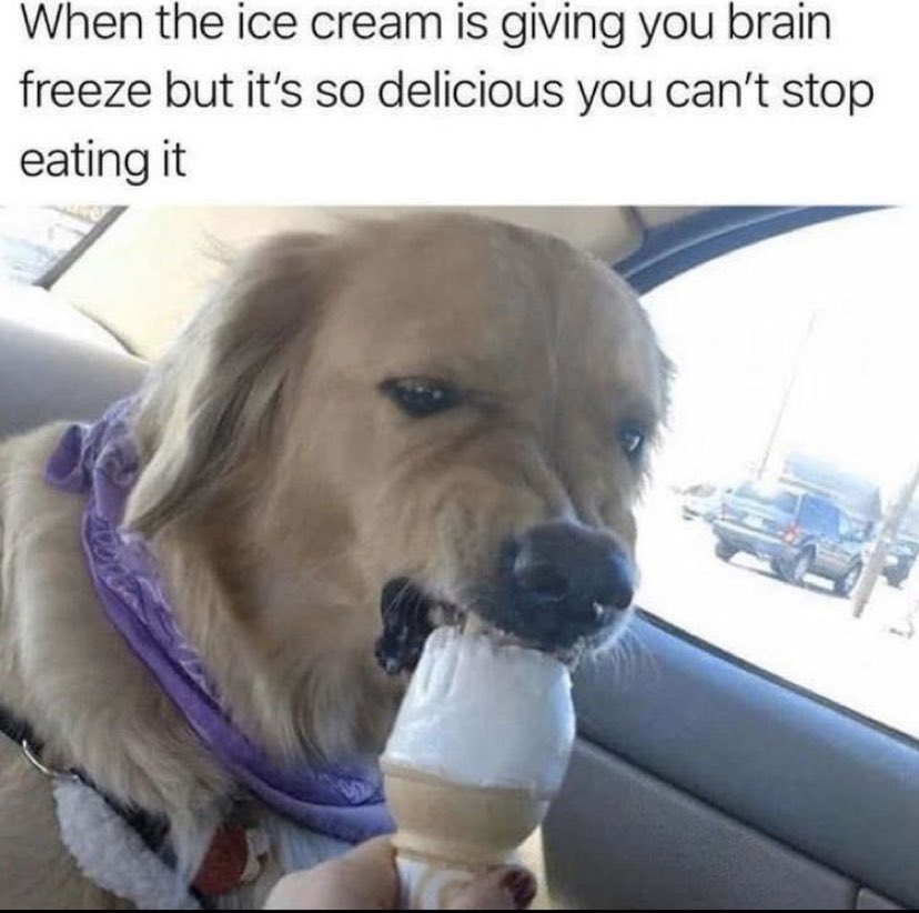 Can Dogs Get A Brain Freeze