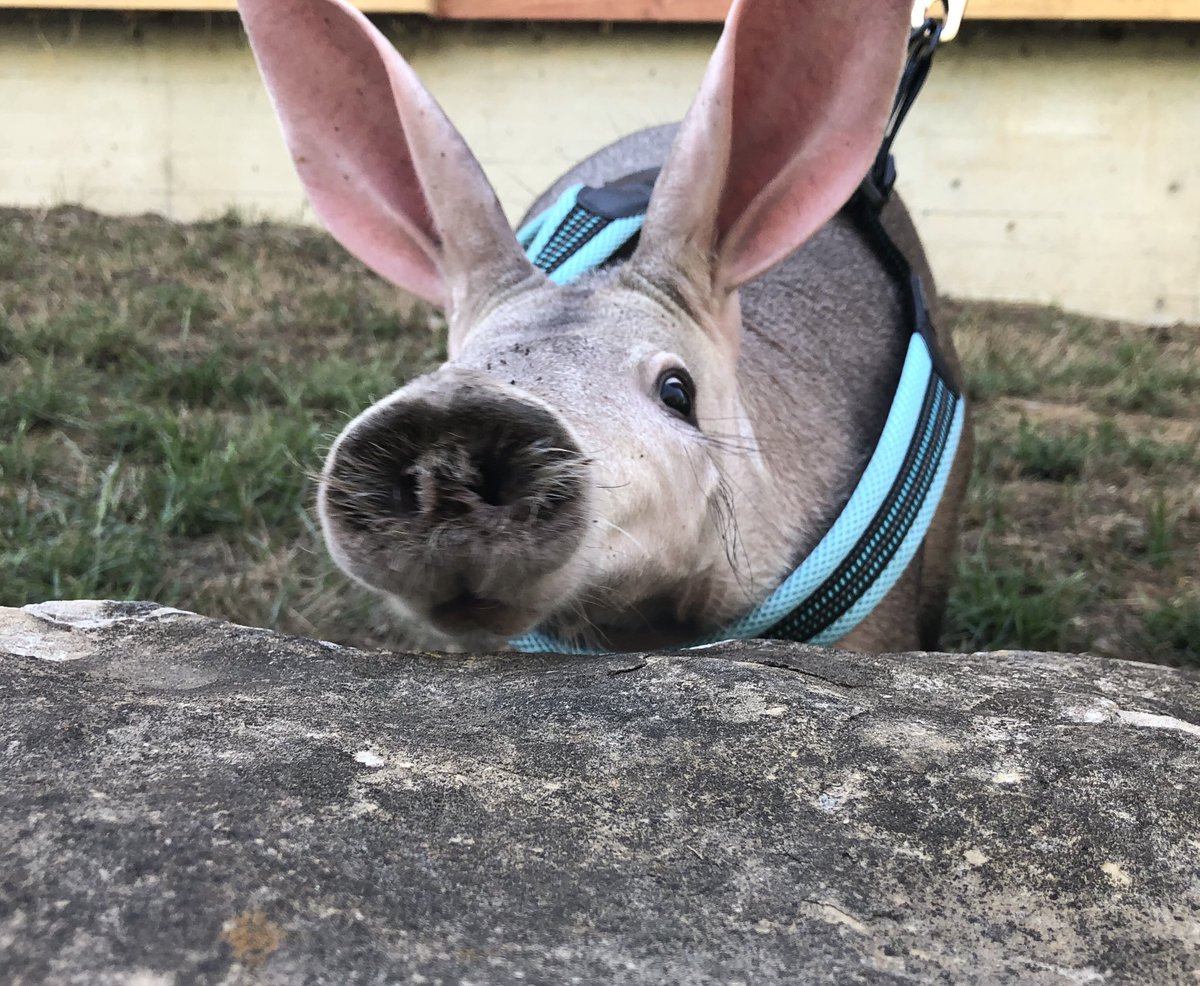 Aardvark Nose