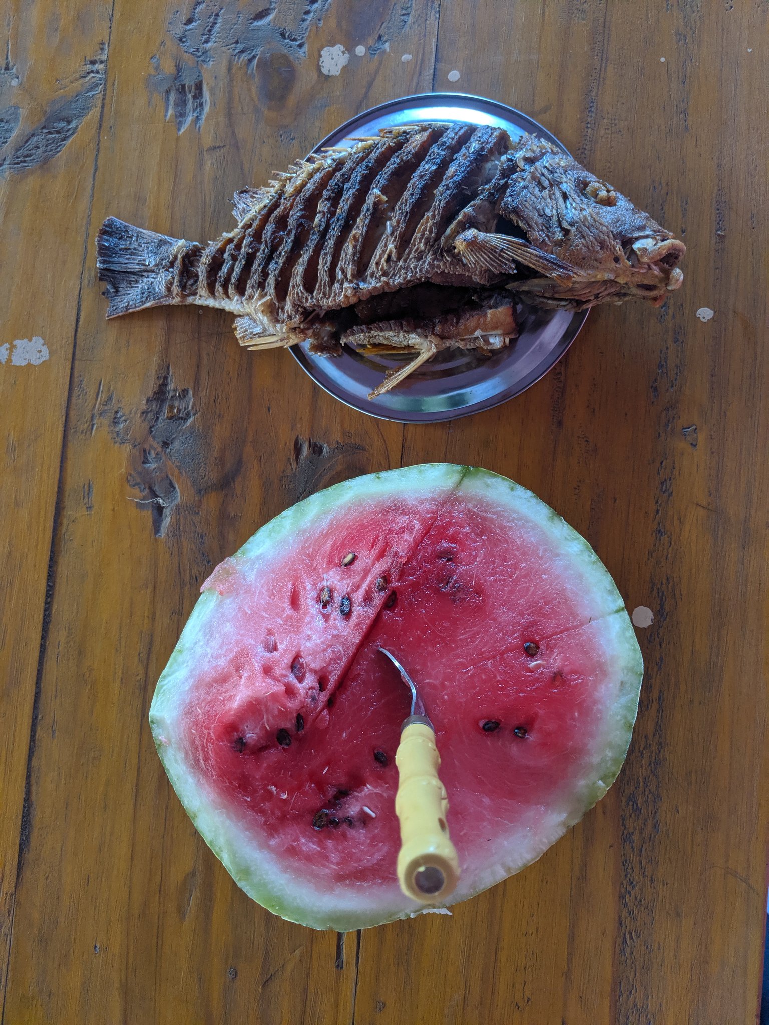 Watermelon Fish