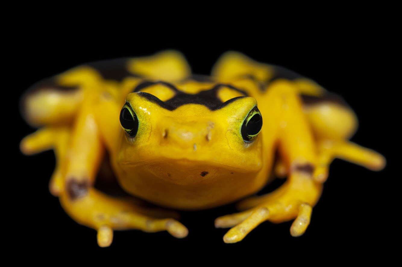 Panamanian Golden Frog