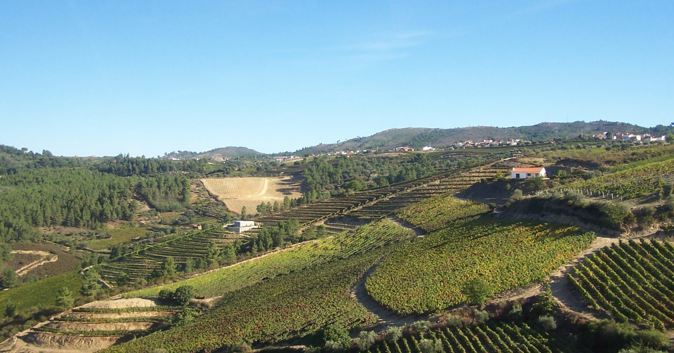 DUAD's Club (@DuadsClub) / Twitter