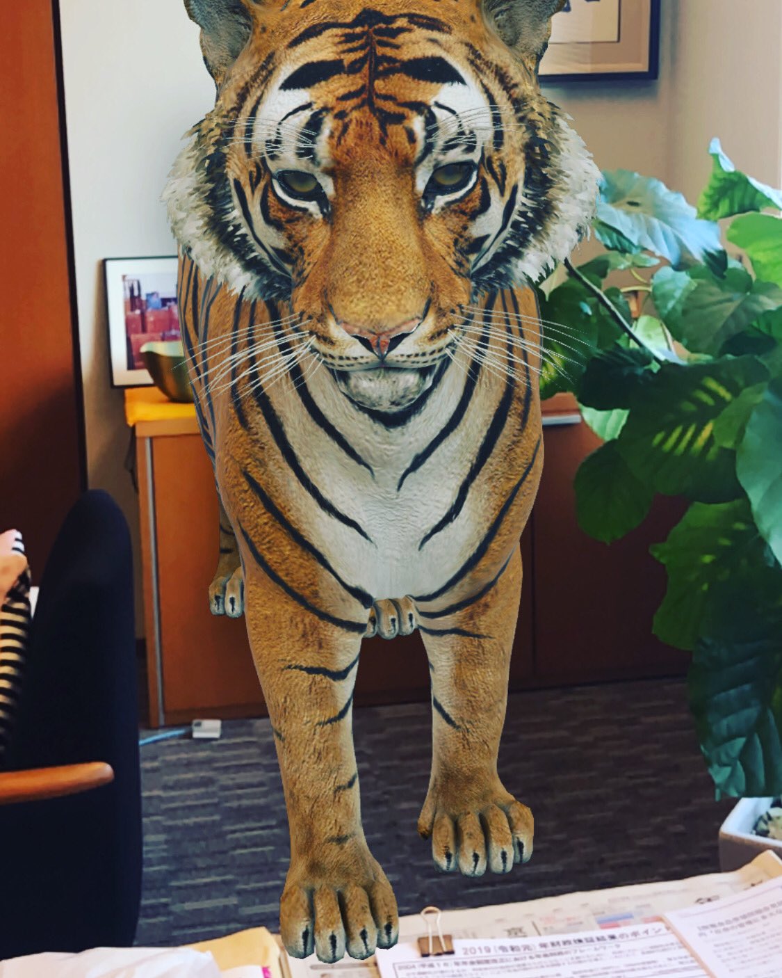 蓮舫💙💛RENHO🇯🇵 on Twitter: "おはようございます！ 最近、事務所に出没してます（╹ ╹）♡。 https://t.co/ZatLqXYFgN" / Twitter