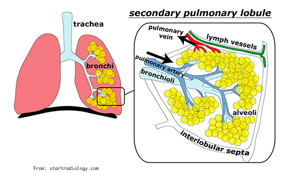 Secondary Pulmonary Lobule