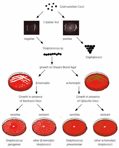 ♦️ القسم : MICROBIOLOGY 🧪 الإختبار : ANTIBIOTIC DISC TESTS شرح سريع ...