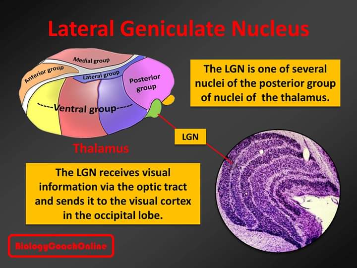 Lateral Geniculate Nucleus