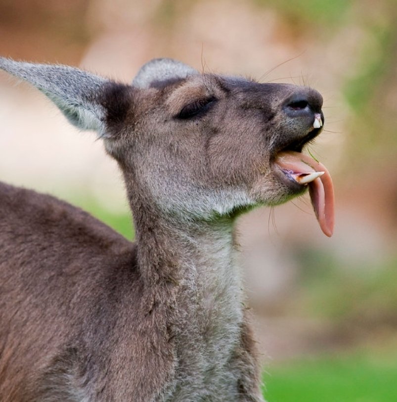 Kangaroo Bite