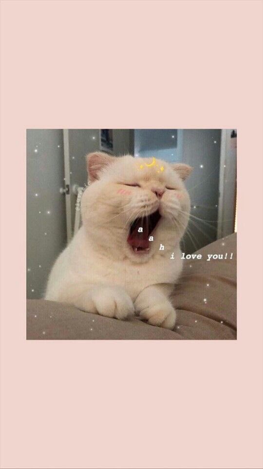 Cute Cat Backgrounds For Twitter