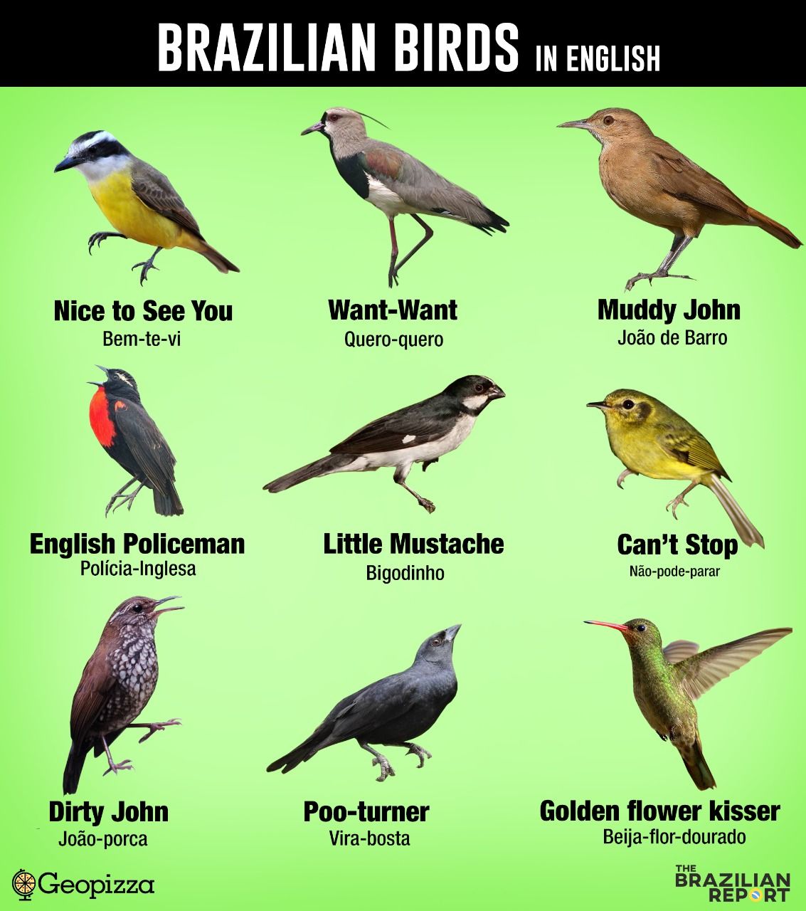 The Brazilian Report on Twitter: "There are an estimated 1,919 bird ...
