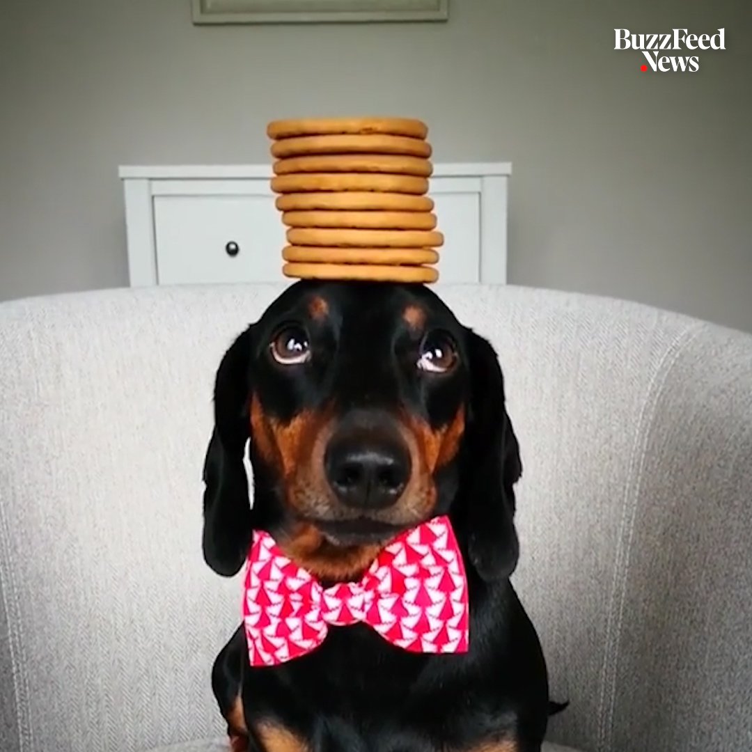 Harlso the wiener dog never learned how to sit or roll over — but he’s ...