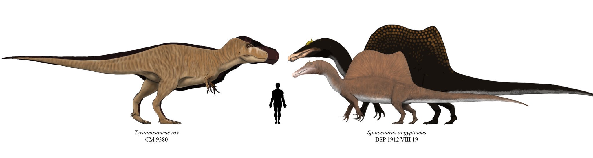 Spinosaurus Size Comparison To T Rex