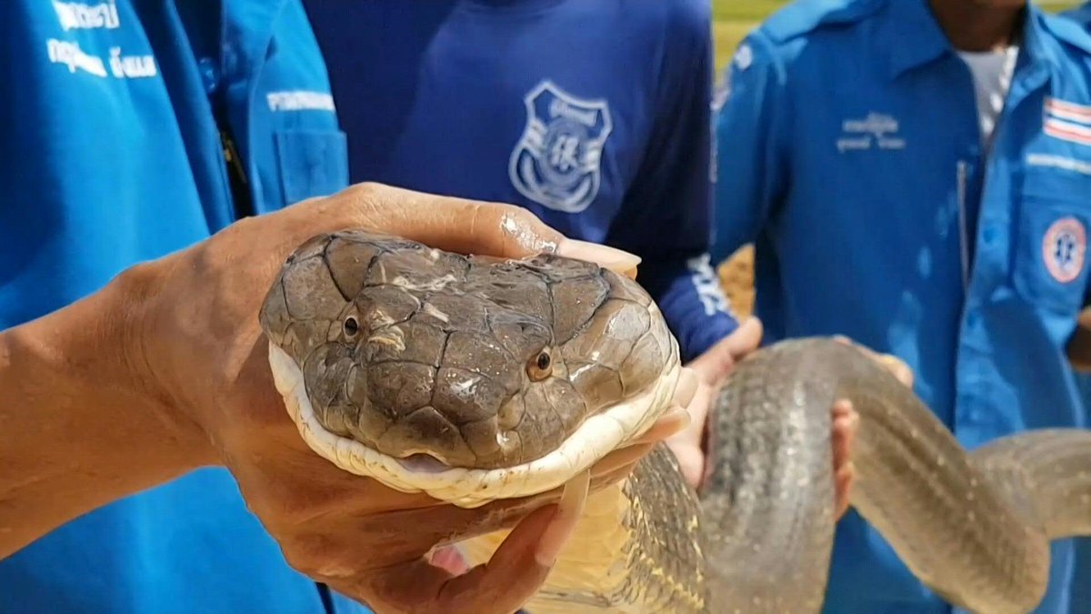VIDEO: A feisty four-metre (13-foot) king cobra was pulled from a sewer ...