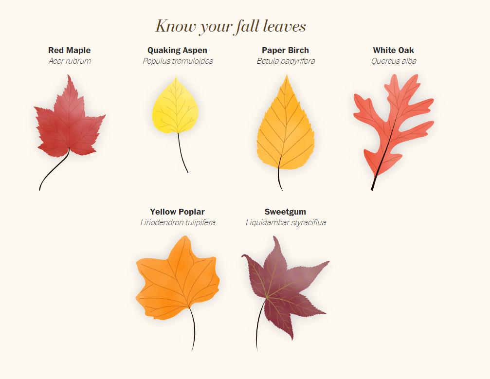Fall Leaf Names