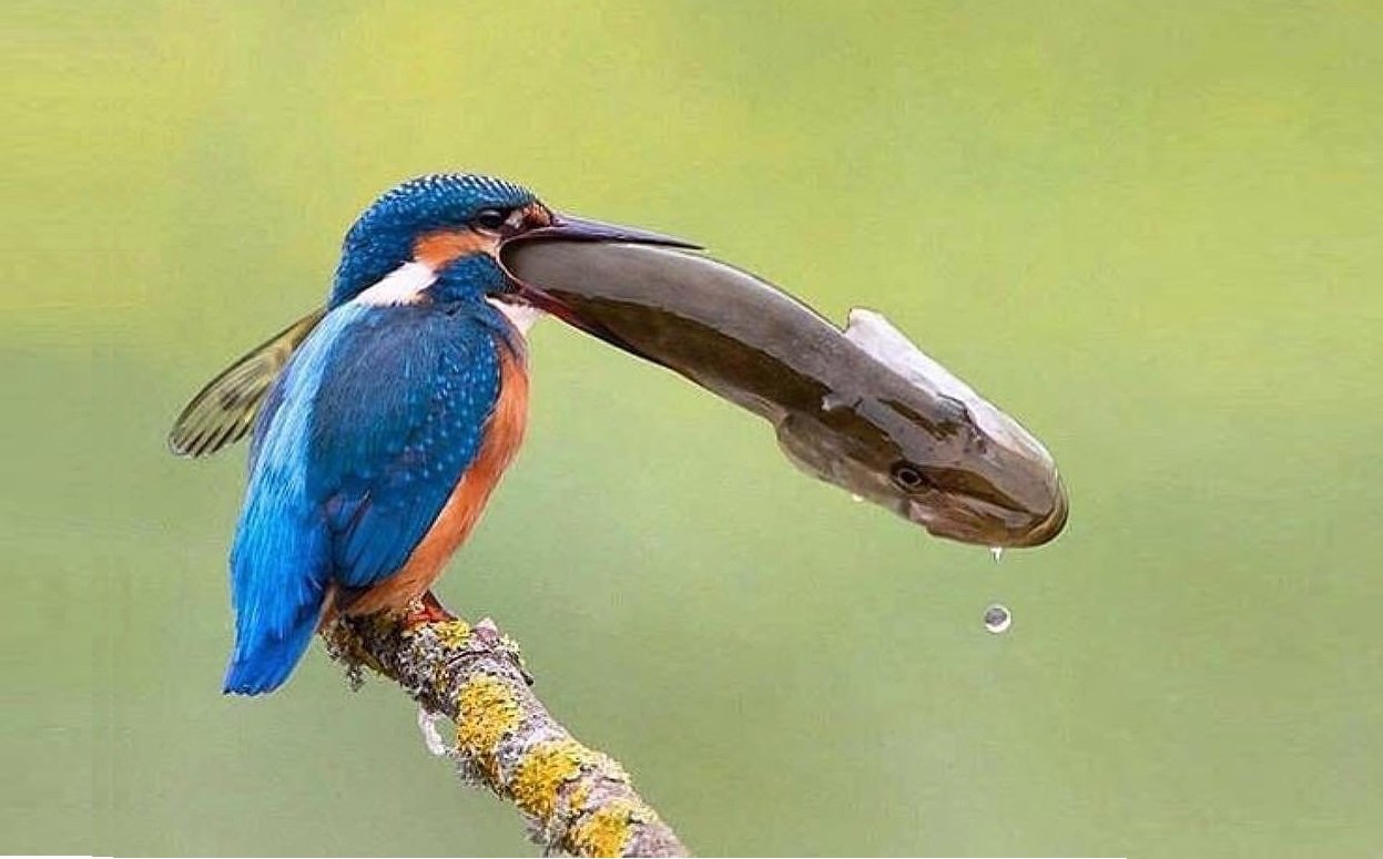 Bird Eating Fish