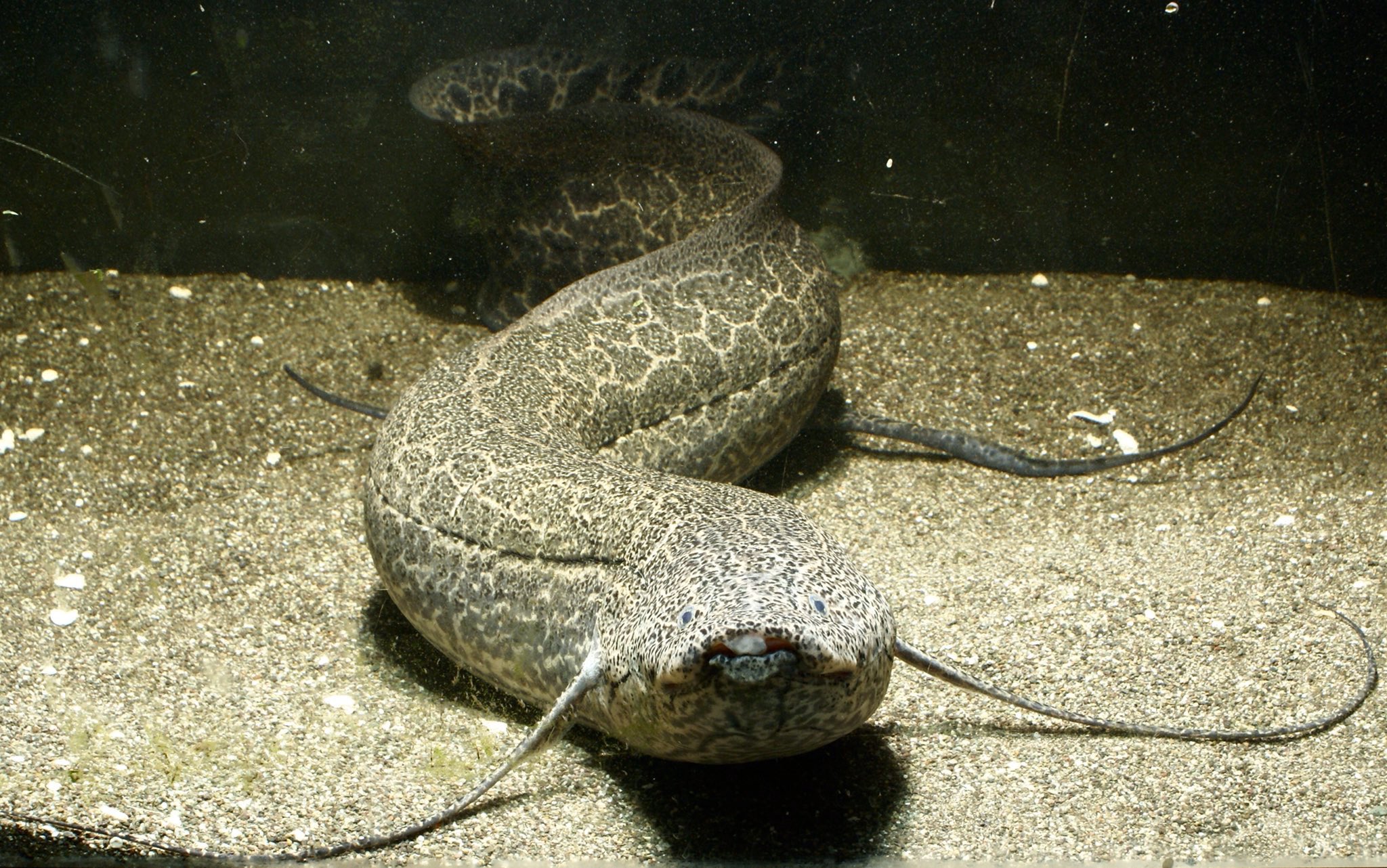 African Lungfish