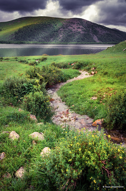 Mongolian Summer