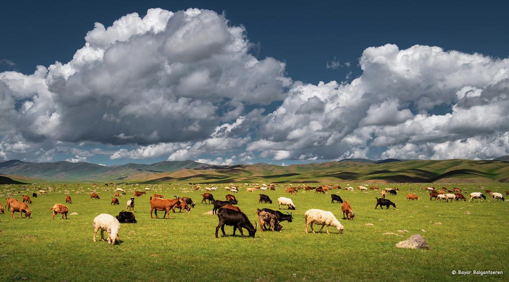 Mongolian Summer