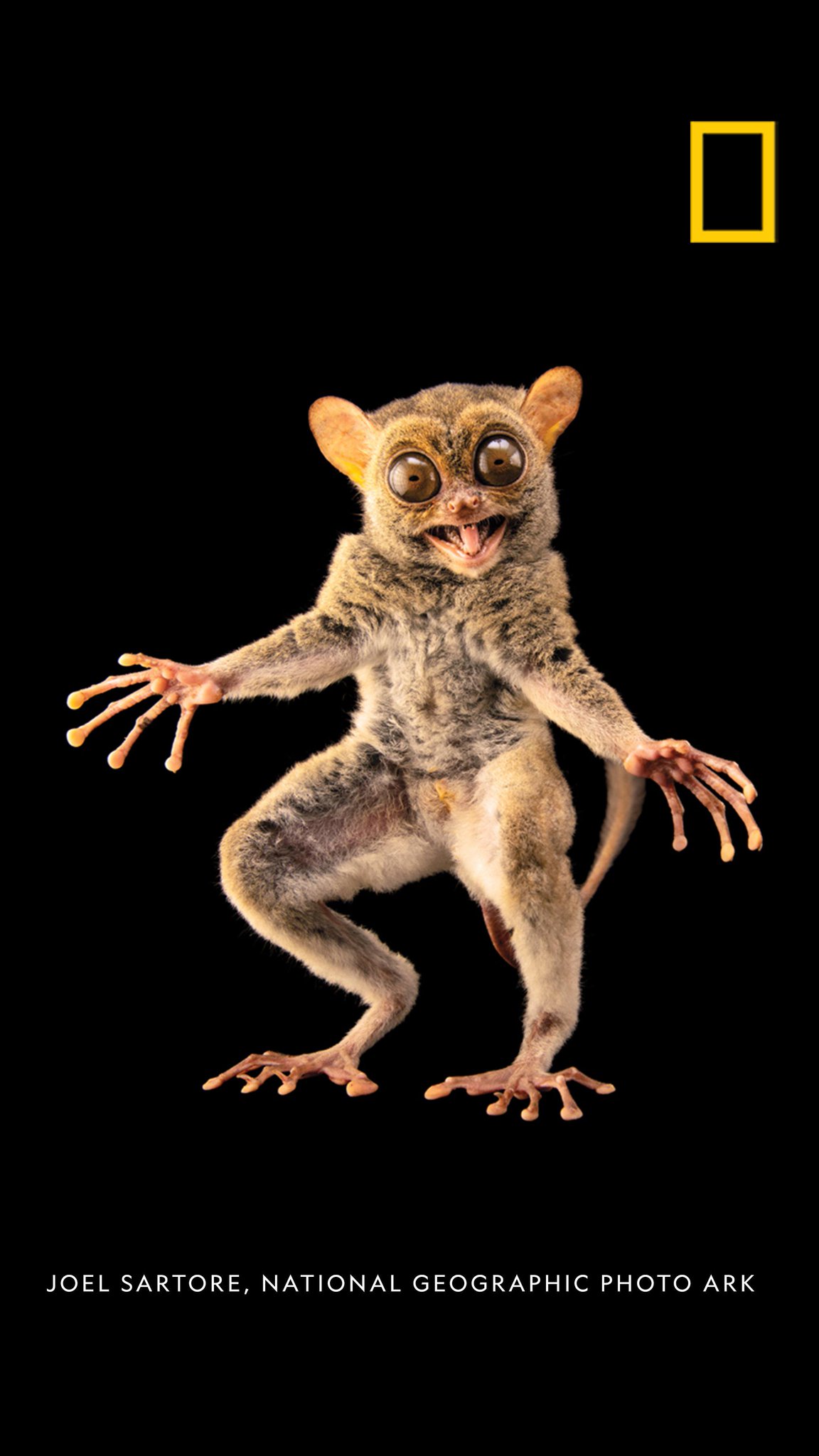 Pygmy Tarsier