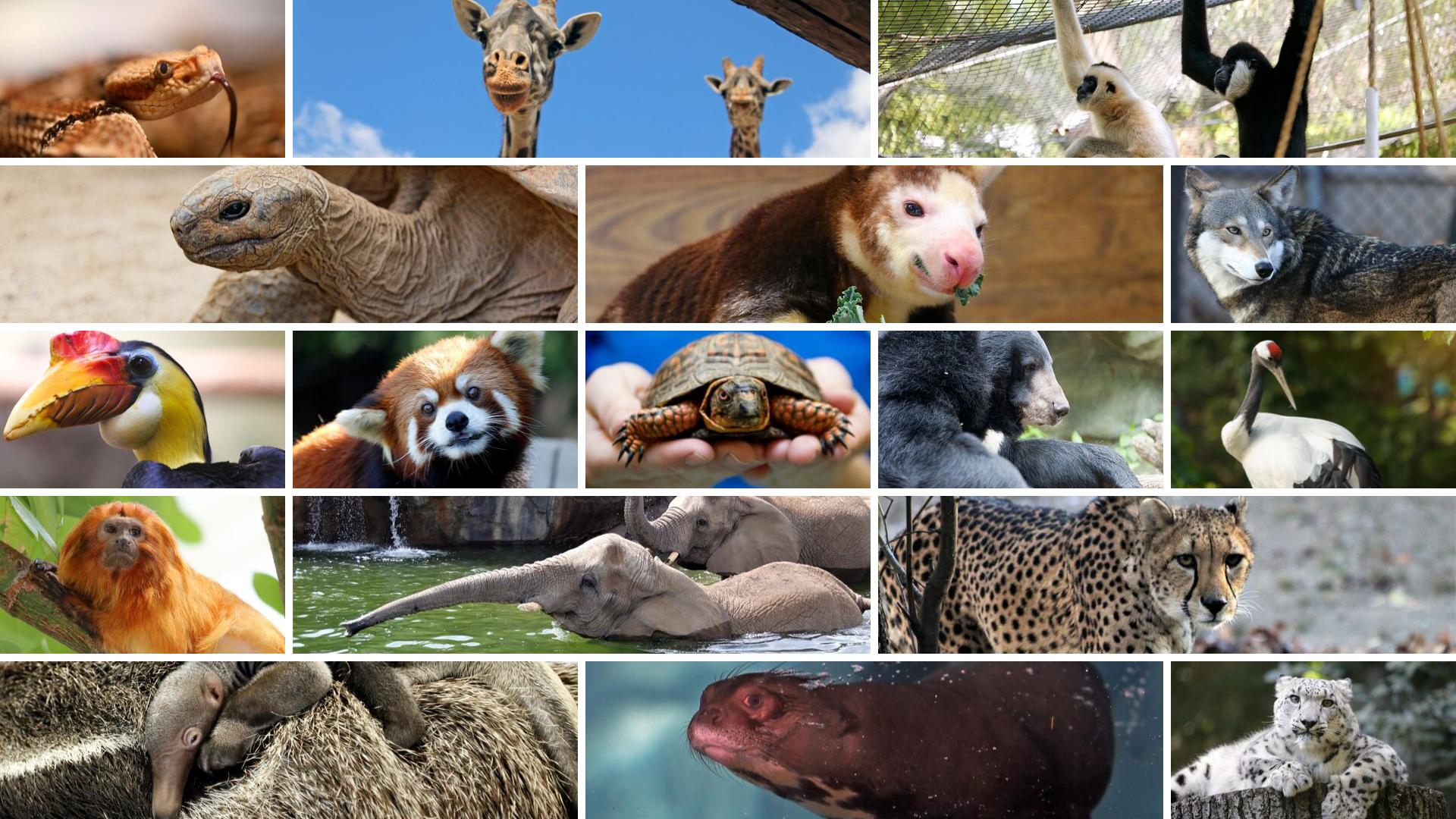 Cute Endangered Animals Collage