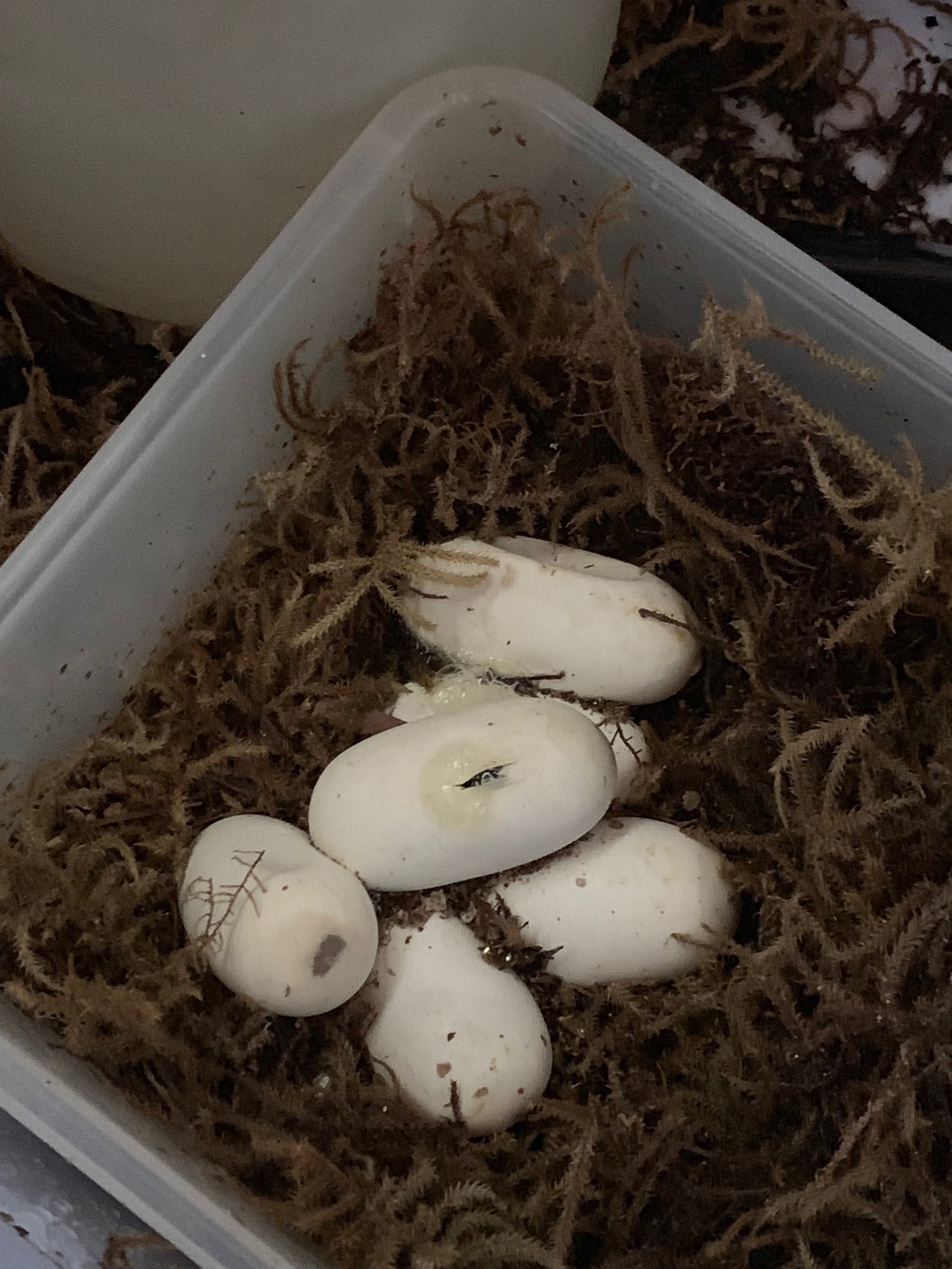 King Snake Eggs