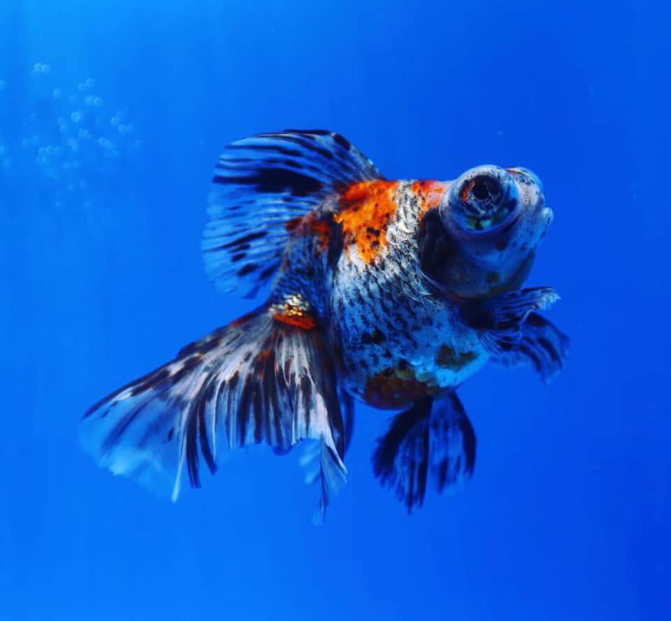 Calico Telescope Eye Goldfish