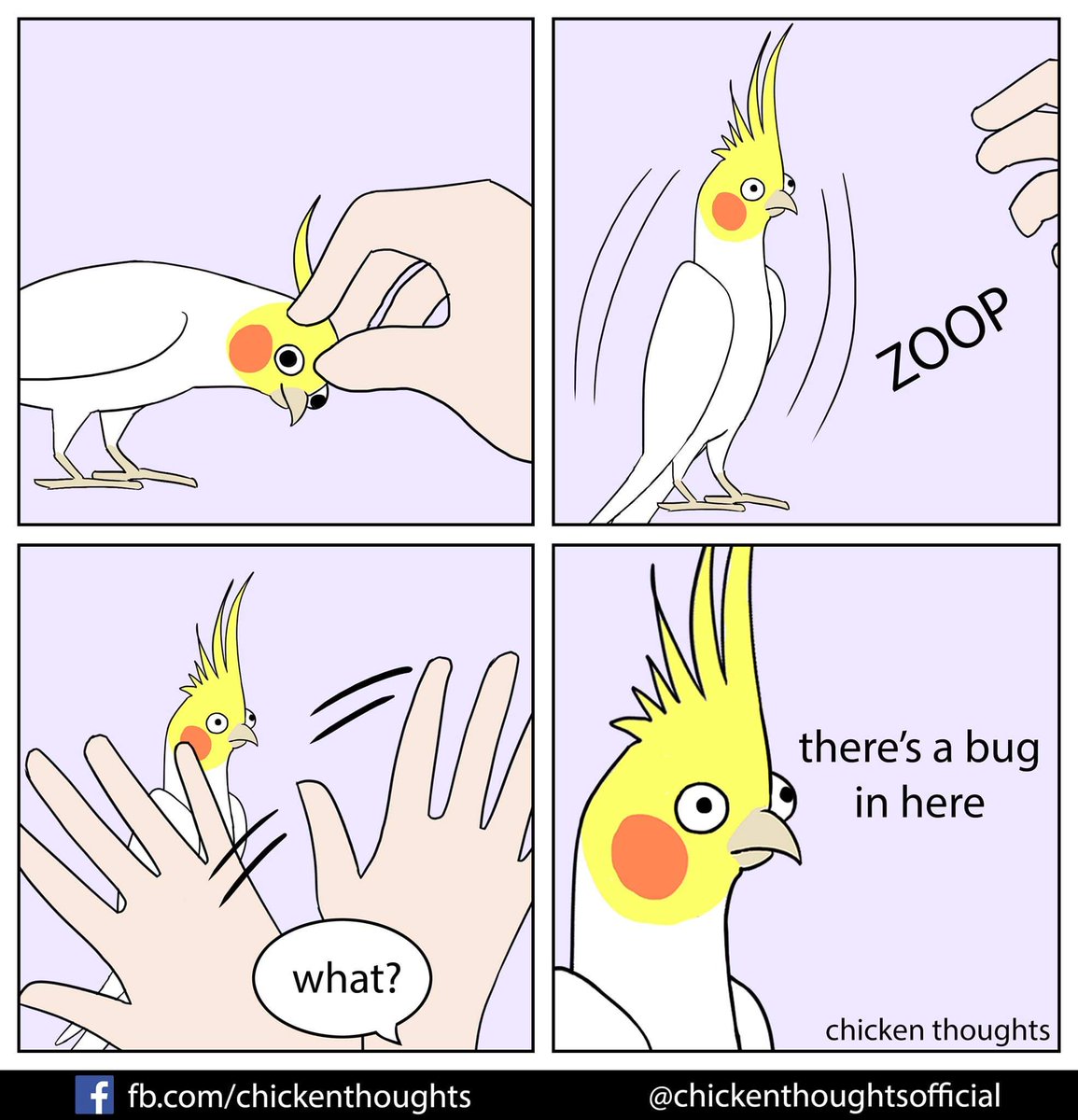 「Happy Hatchday to our fren Merle the Talking 'Tiel who bring」Chicken ...