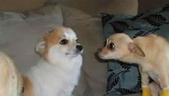 Why Do Some Dogs Avoid Eye Contact