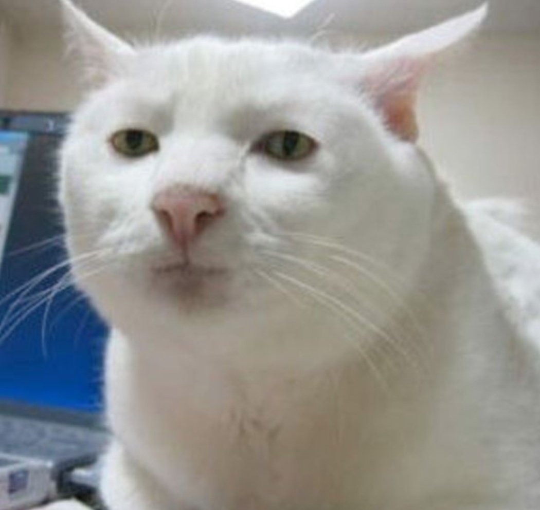 Sad cat meme
