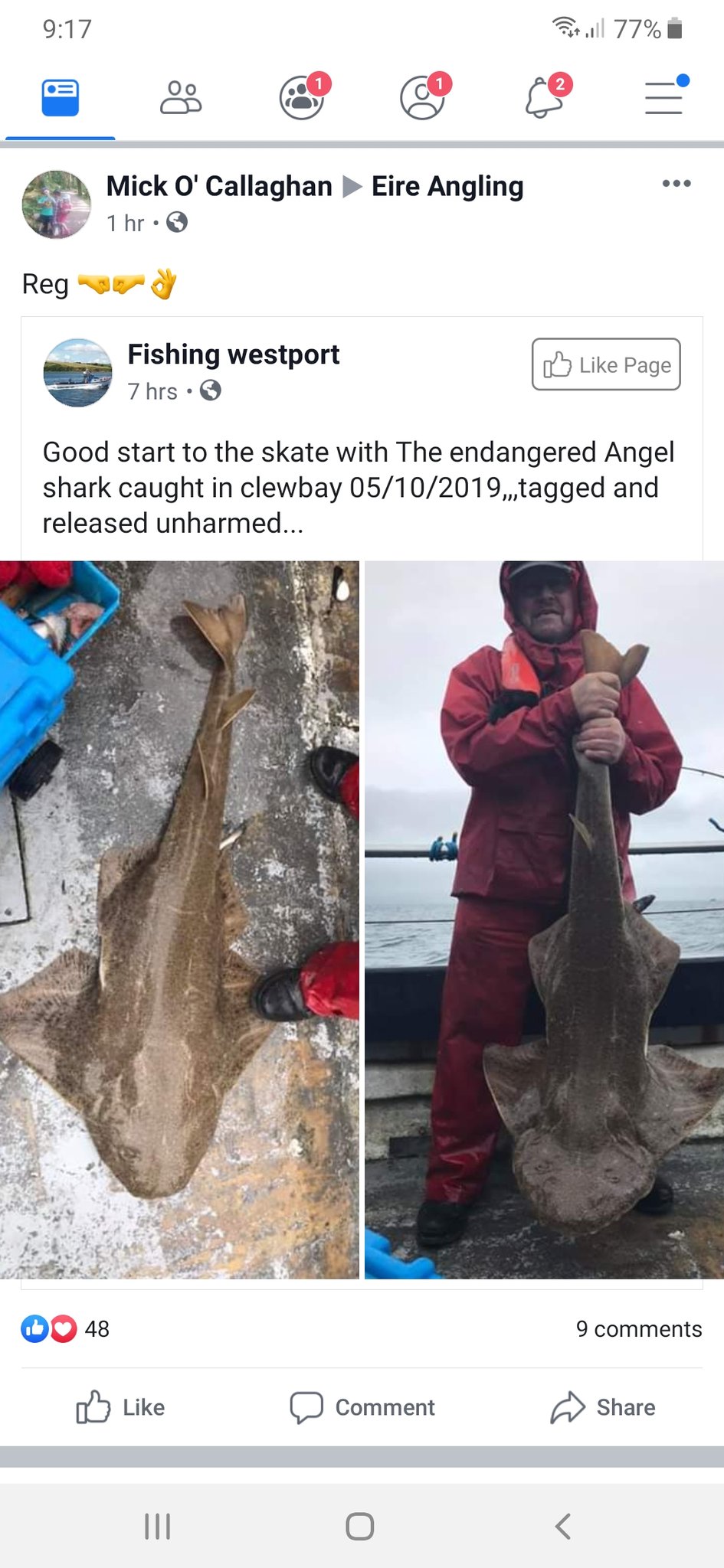 Irish Wildlife Trust on Twitter: "This is a critically endangered angel shark - only tiny ...