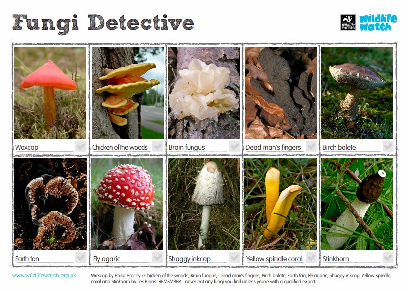 Fungi Pictures And Names