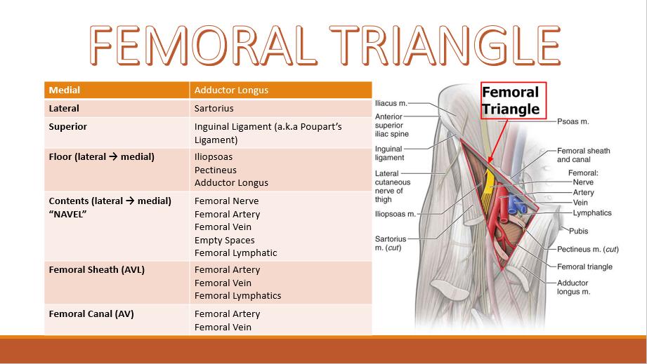 Femoral Triangle